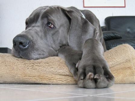 Naše Německá doga: Německá doga obecně