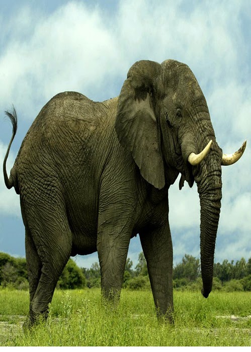 Animals Places: October 2013