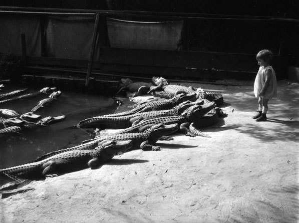 DECAYING HOLLYWOOD MANSIONS: The California Alligator Farm - Los Angeles
