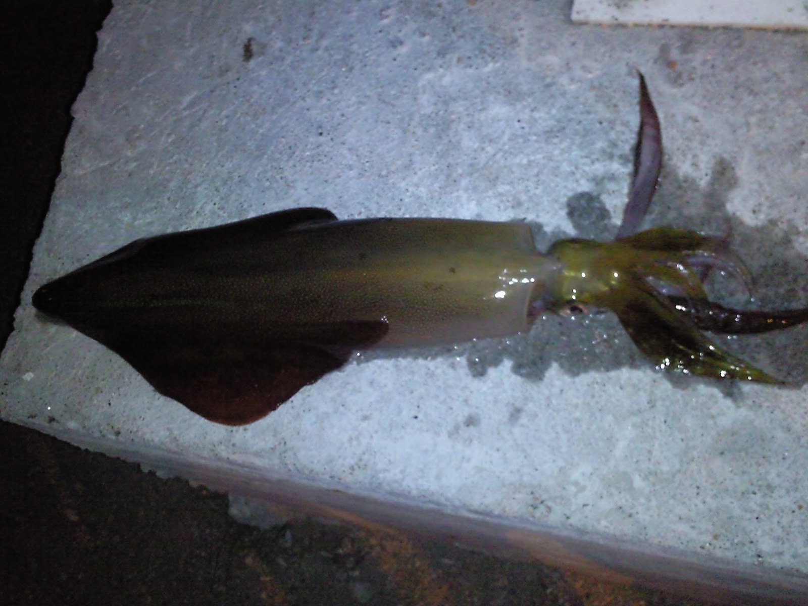 PROLUBINAS: Cesar mejor Calamar y mejor Choco