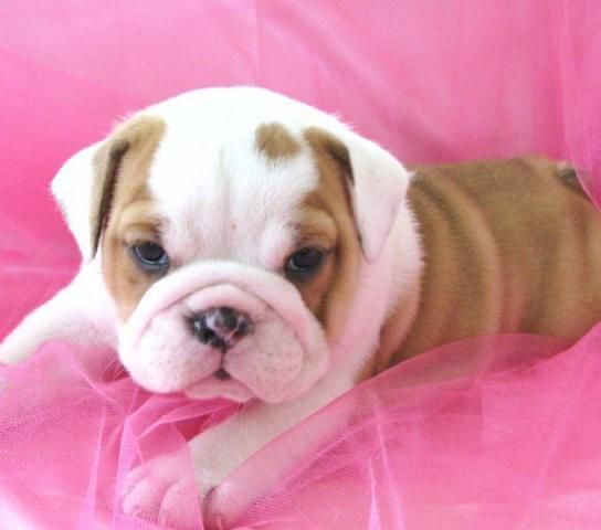 Bulldog bebé inglés - Imagui