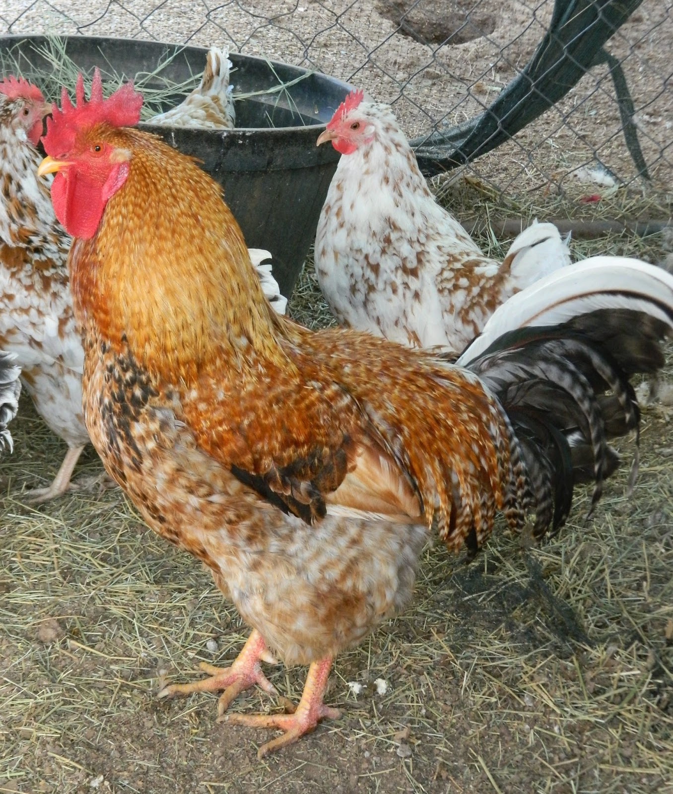 Aloha Chickens: Bielefelder Alohas?