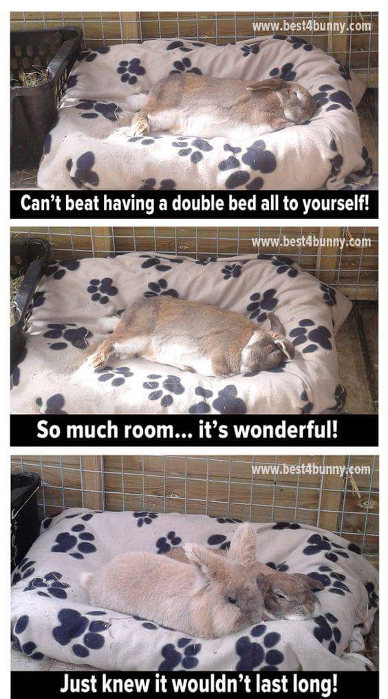 Rabbit Ramblings: Funny Bunny Monday Meme*day