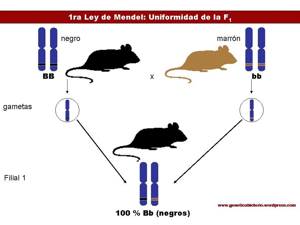 Biobloggeando: Genética mendeliana