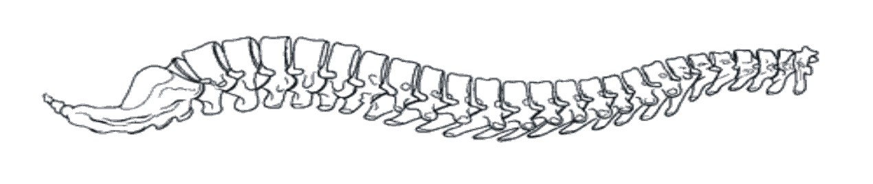 Balance Your Life: SPINAL Alignment Therapy