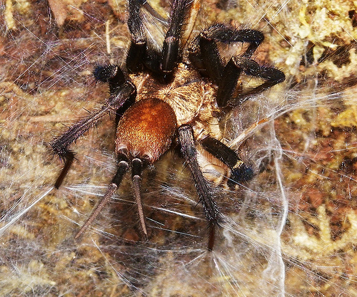mis gatitos: COLECCIÓN DE ARAÑAS.