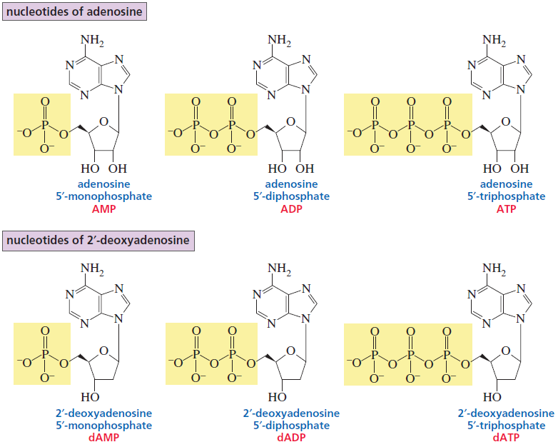 Reaksi-reaksi Spesifik pada Nukleotida
