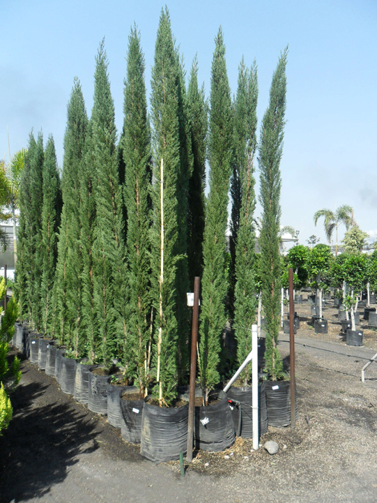 Zonas Verdes: Galería de Plantas