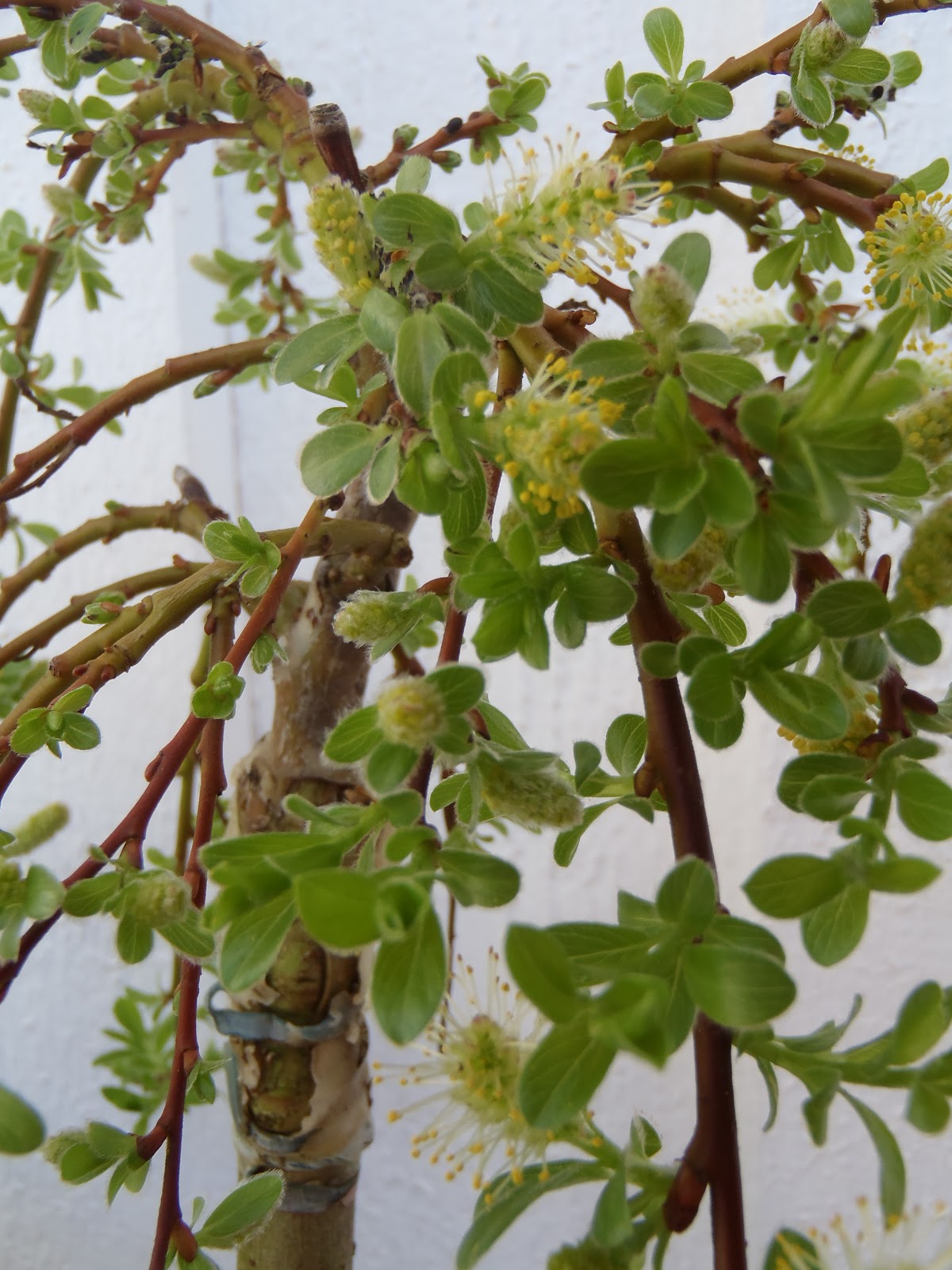 Underberget: Salix