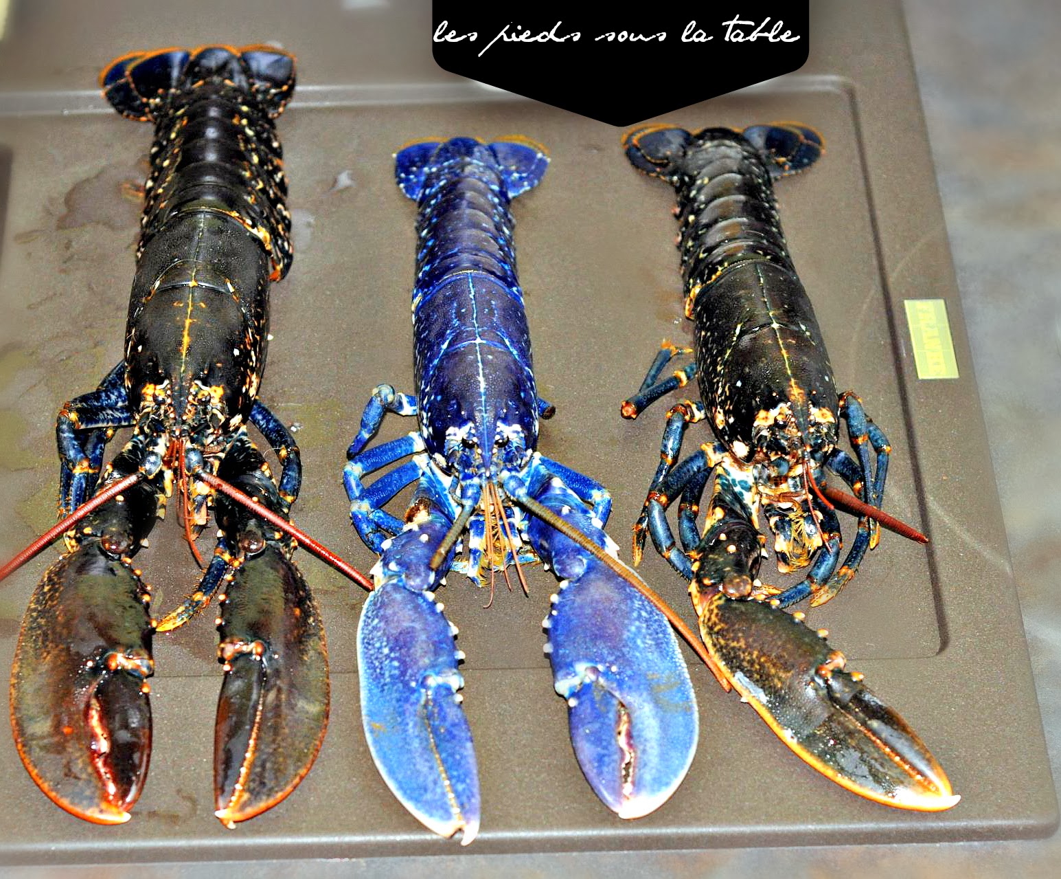 Le homard une star des fêtes | les pieds sous la table