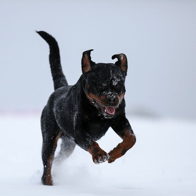 Best friend! Gorgeous Rottweiler! - My Interests