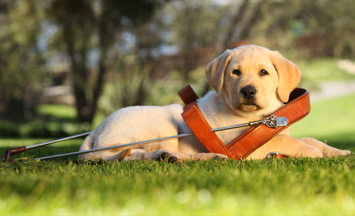 Guide Dogs Australia launches PAWGUST - August 2018 | Australian Dog Lover