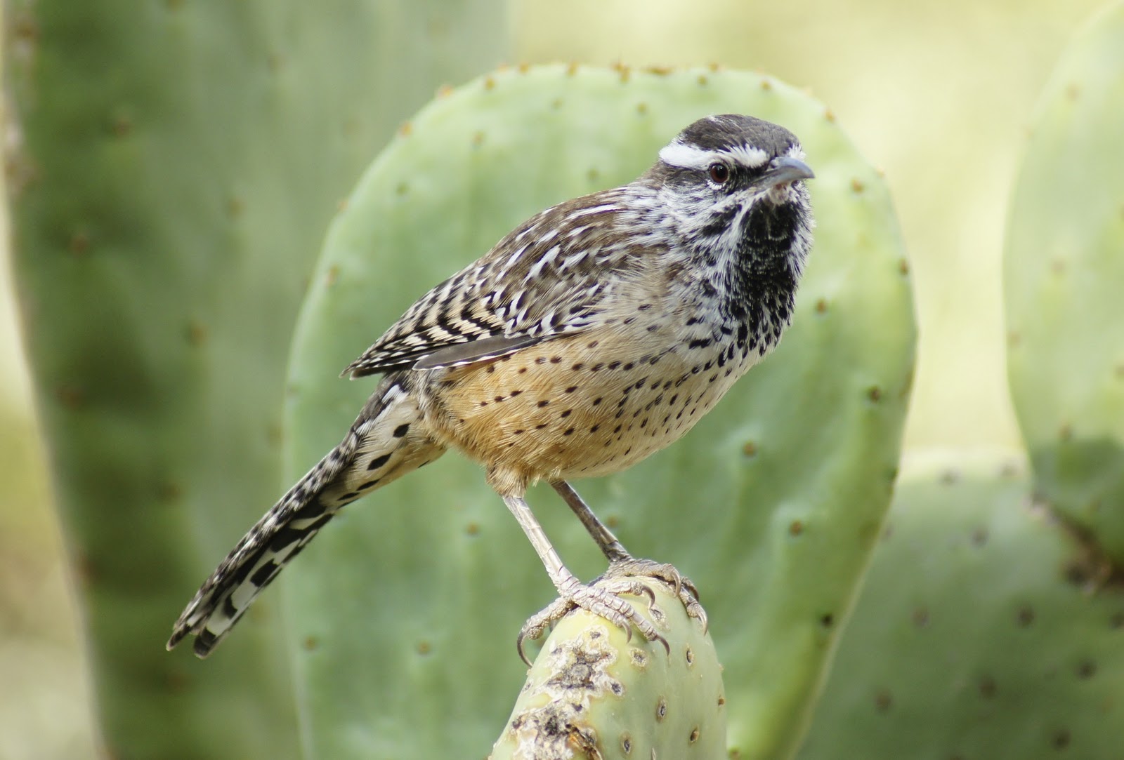 Butler's Birds: Cactus Wren