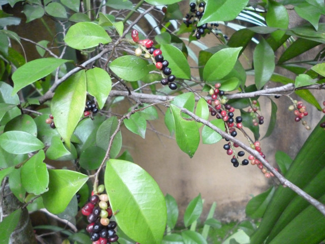 Wild Cherry or Ceylon Bignay- Ambilla | SL Flora
