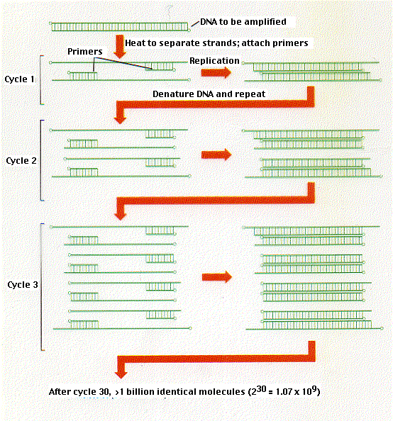 Gudang Nya Gudang: Polymerase Chain Reaction