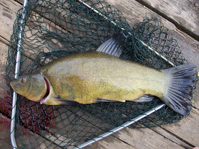 Fly Fishing The World: Germany 101 - How to Get a Tourist fishing ...