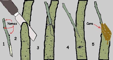 maria ortega: Injertos en plantas