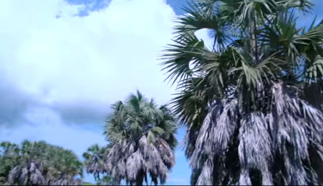 tropicalia: " rio Zaire, Soyo, Sazaire, Stº António do Zaire, M'Pinda ...