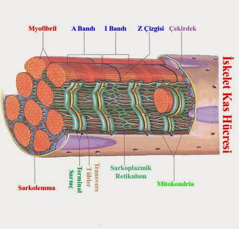 COACH_17: KASLAR VE ÖZELLİKLERİ