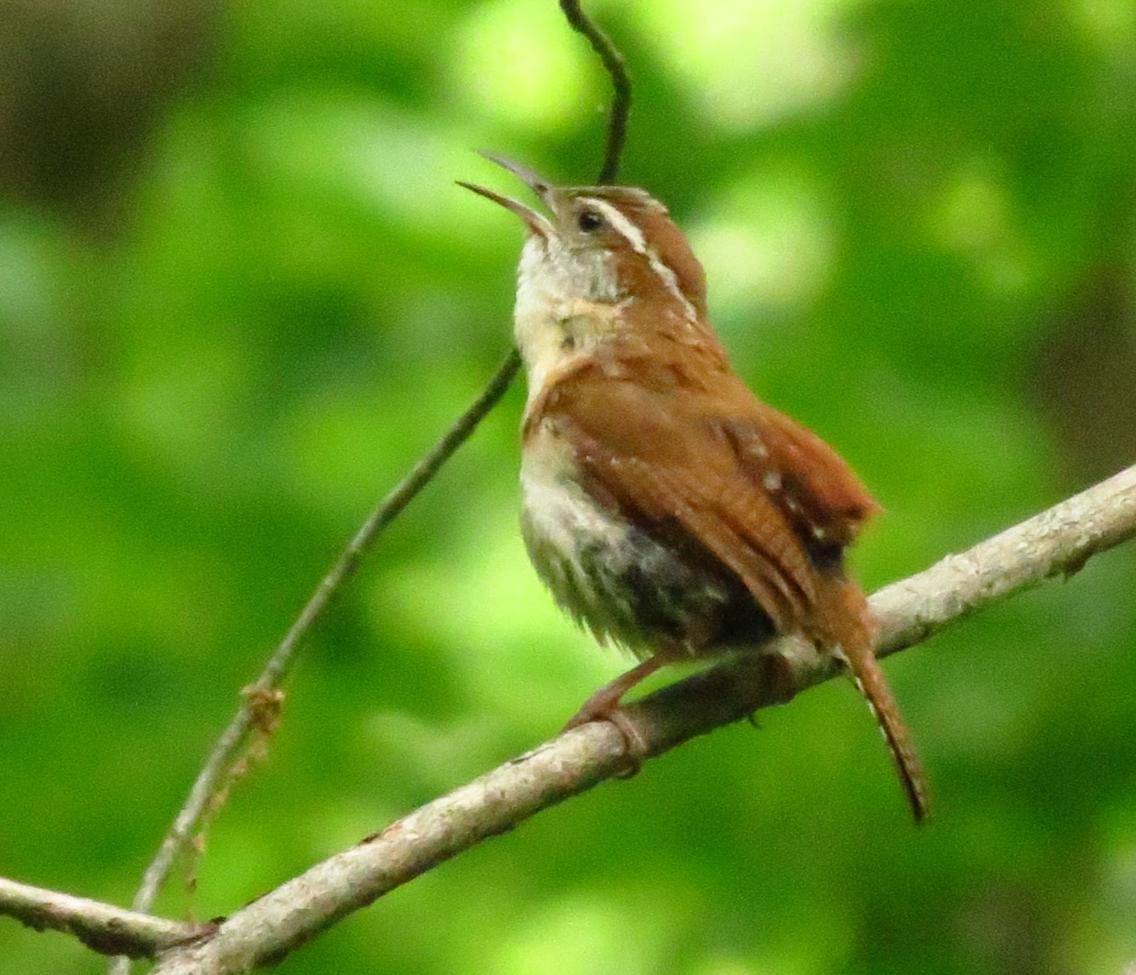 Viewing nature with Eileen: Just Wrens