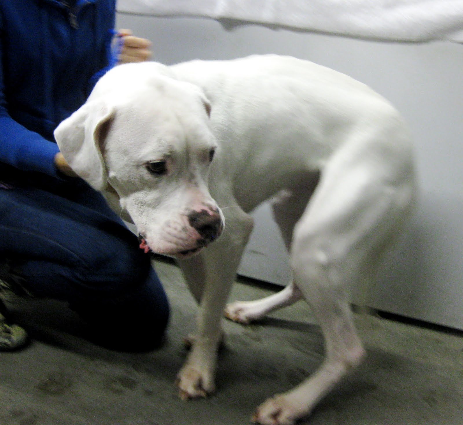 Casa de Phynix: Soon to Rescue - Blanquita - Dogo Argentino Female