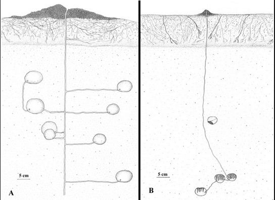 Nest architecture Of Mycocepurus Smithii |Genetic Engineering Info