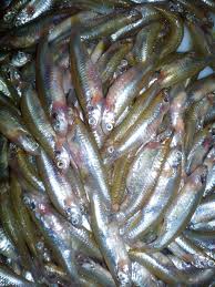 Cuisine Of Manipur: NGANAM--Baked fish