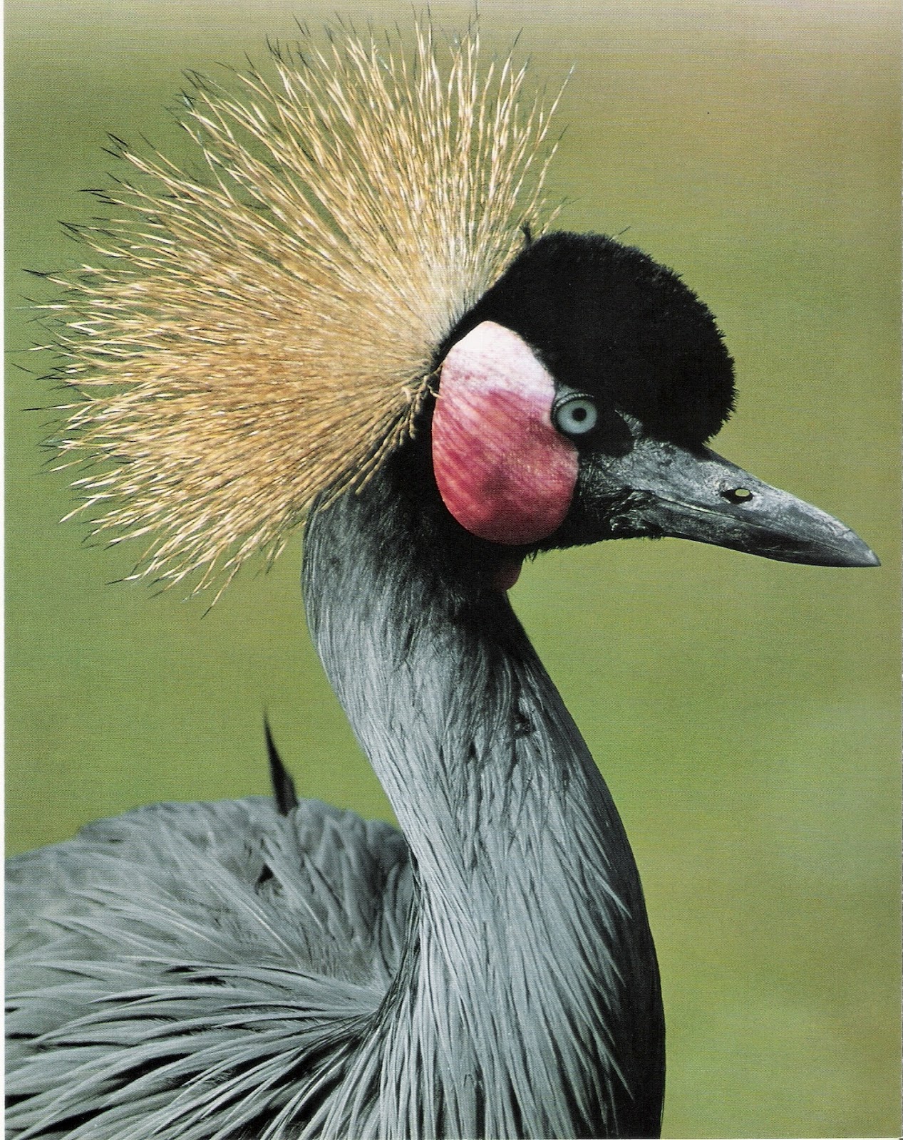 Zoológico Virtual do Koba: Grou Coroado