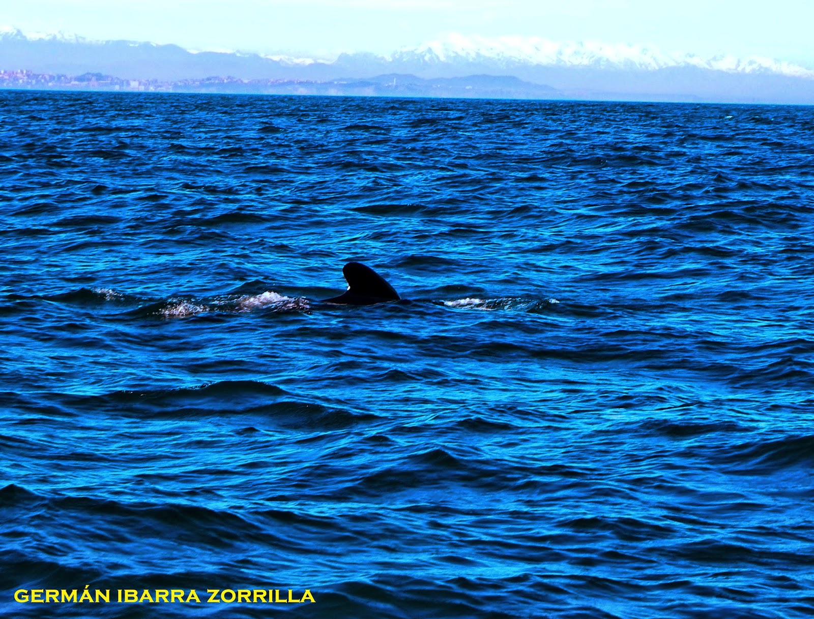 FAUNA COMPACTA el blog de Germán Ibarra Zorrilla: Calderón común ...