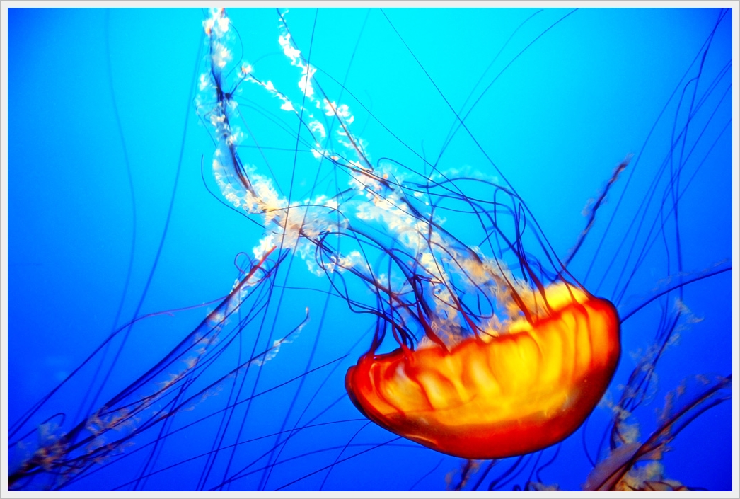 Sea Zone: Jellyfish