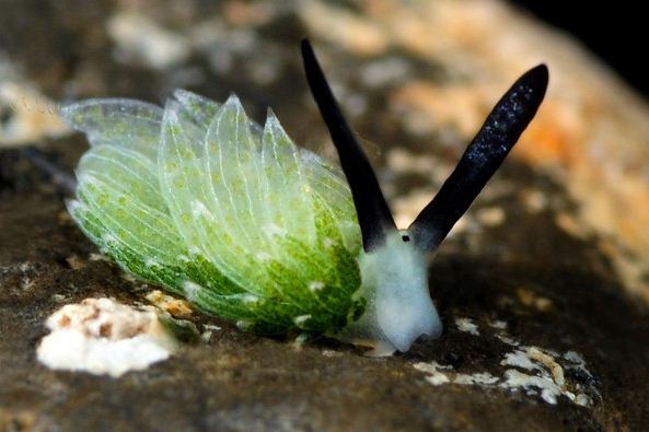 The Nudibranch With the Best Expression Ever | Featured Creature