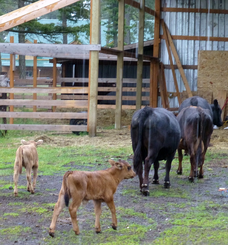 Rural Revolution: Ruby's calf