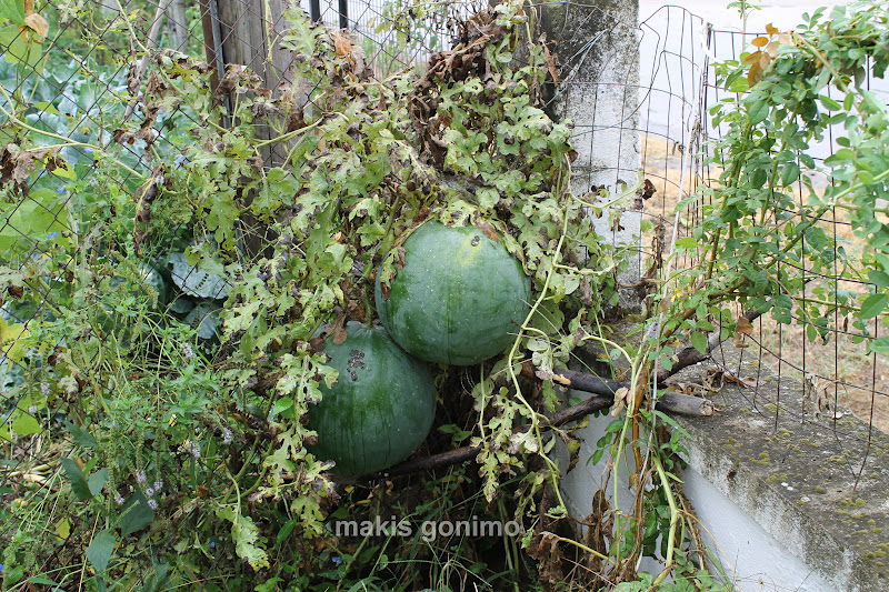 ΓΟΝΙΜΟ-live: ΤΑ ΚΡΕΜΑΣΤΑ ΚΑΡΠΟΥΖΙΑ ΣΤΟ ΓΟΝΙΜΟ!!