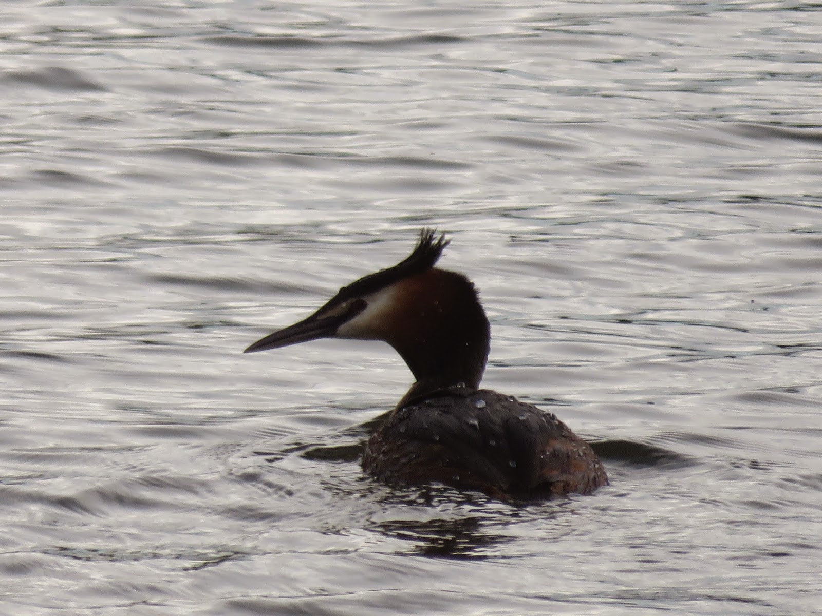 Heart Shaped: Elsecar Reservoir