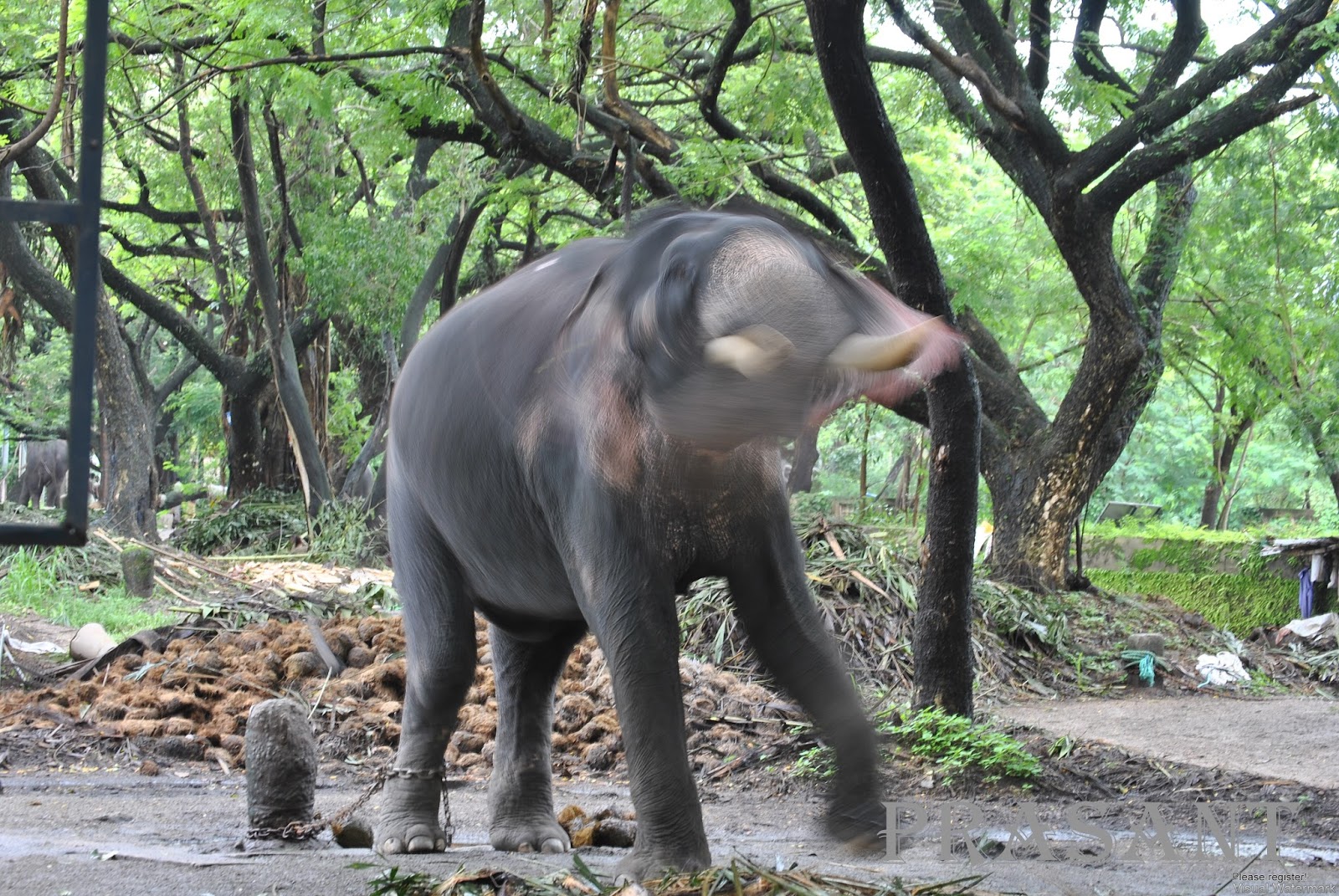 Prasantmenon: Anakotta - Guruvayoor Elephant Sanctuary