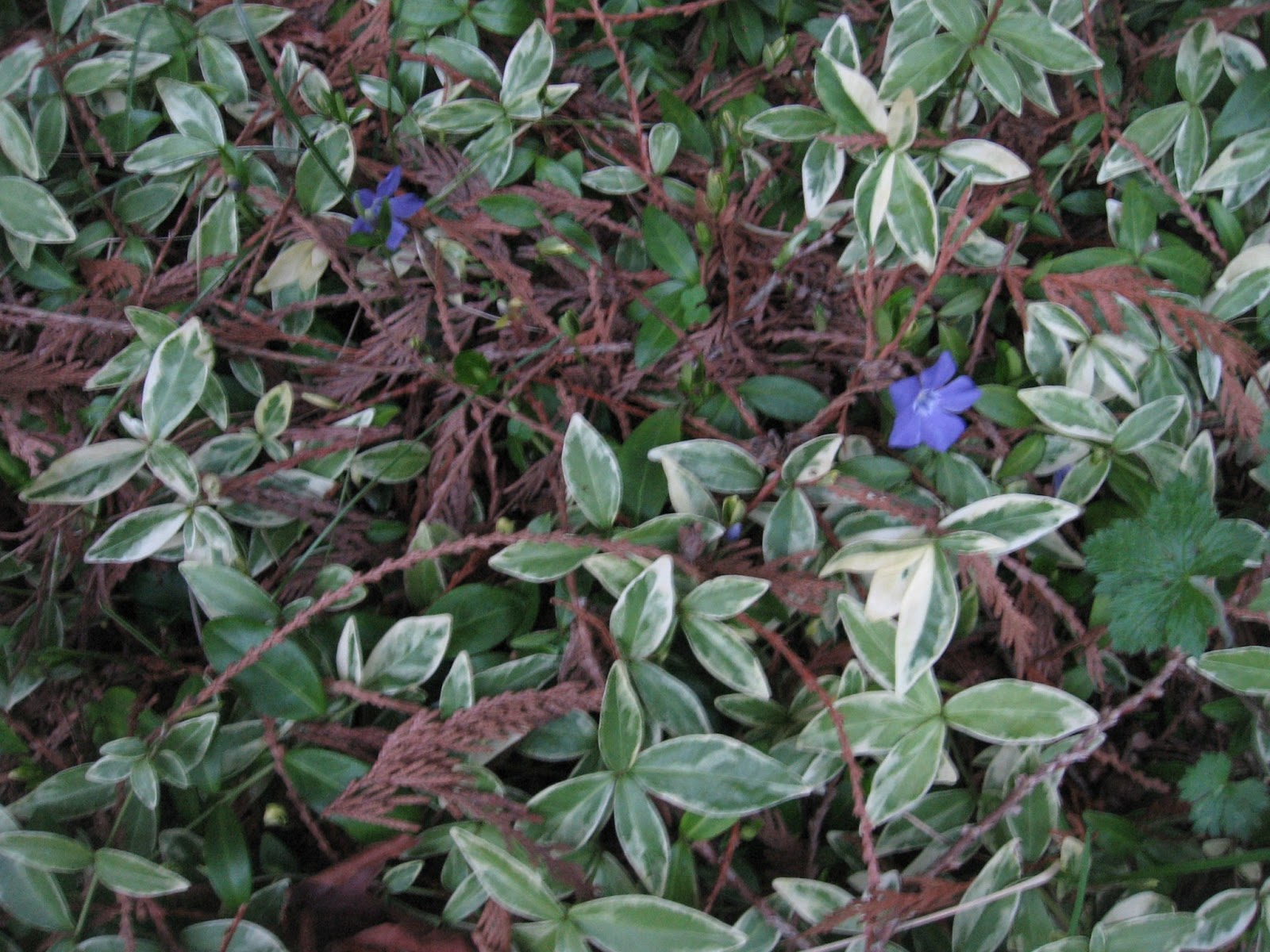 Weeding on the Wild Side: Enduring Evergreen Ground Covers