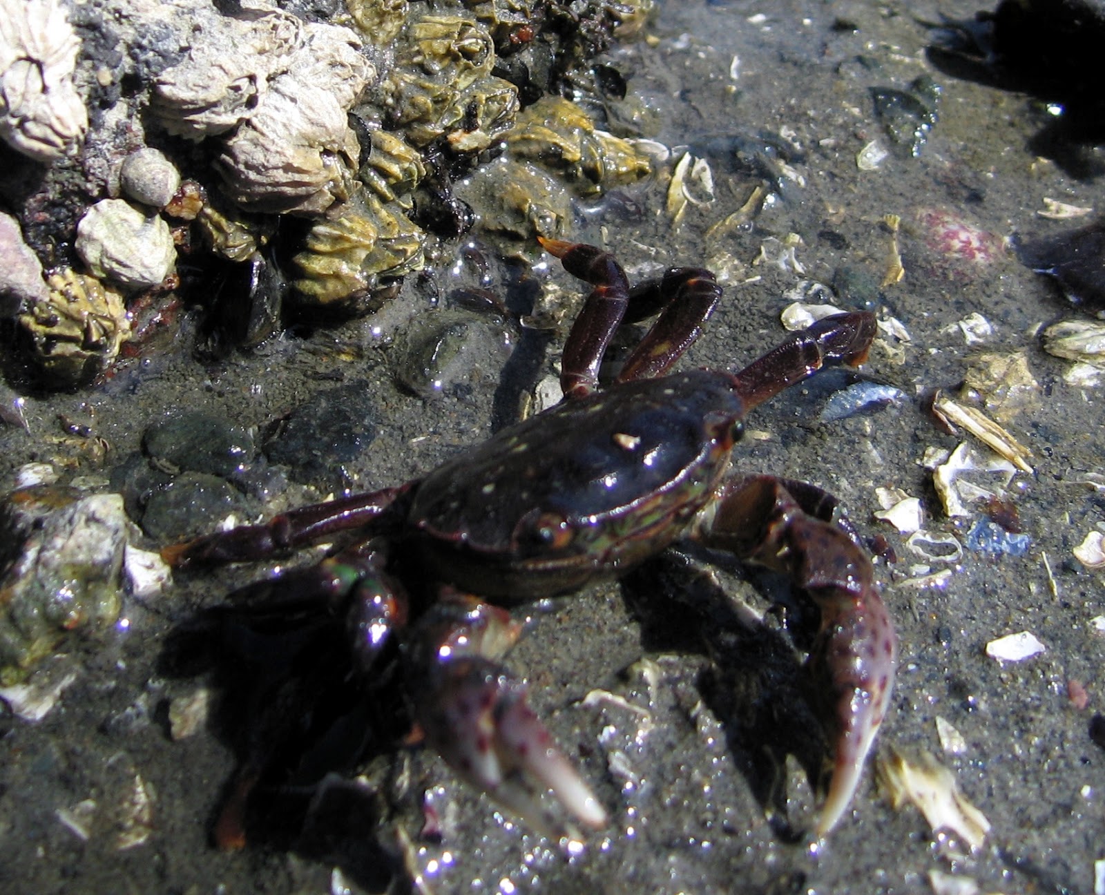 Invertebrate Embryology: Hemigrapsus nudus: brooding mothers and their zoea