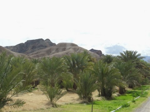 Walkabout With Wheels Blog: China Ranch Date Farm in Tecopa, California