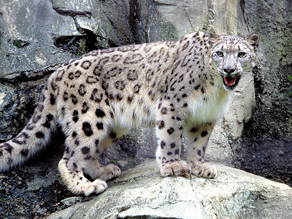 All About Animal Wildlife: Snow Leopard Facts and Photos 2012