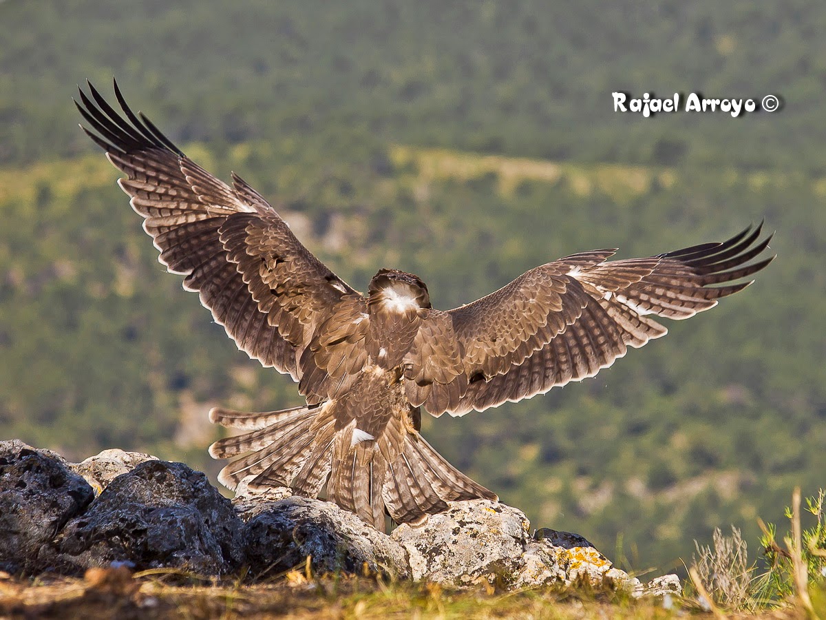 NATURALEZA EN LA COMARCA REQUENA-UTIEL. CAMPEANDO CON MI CAMARA: AGUILA ...