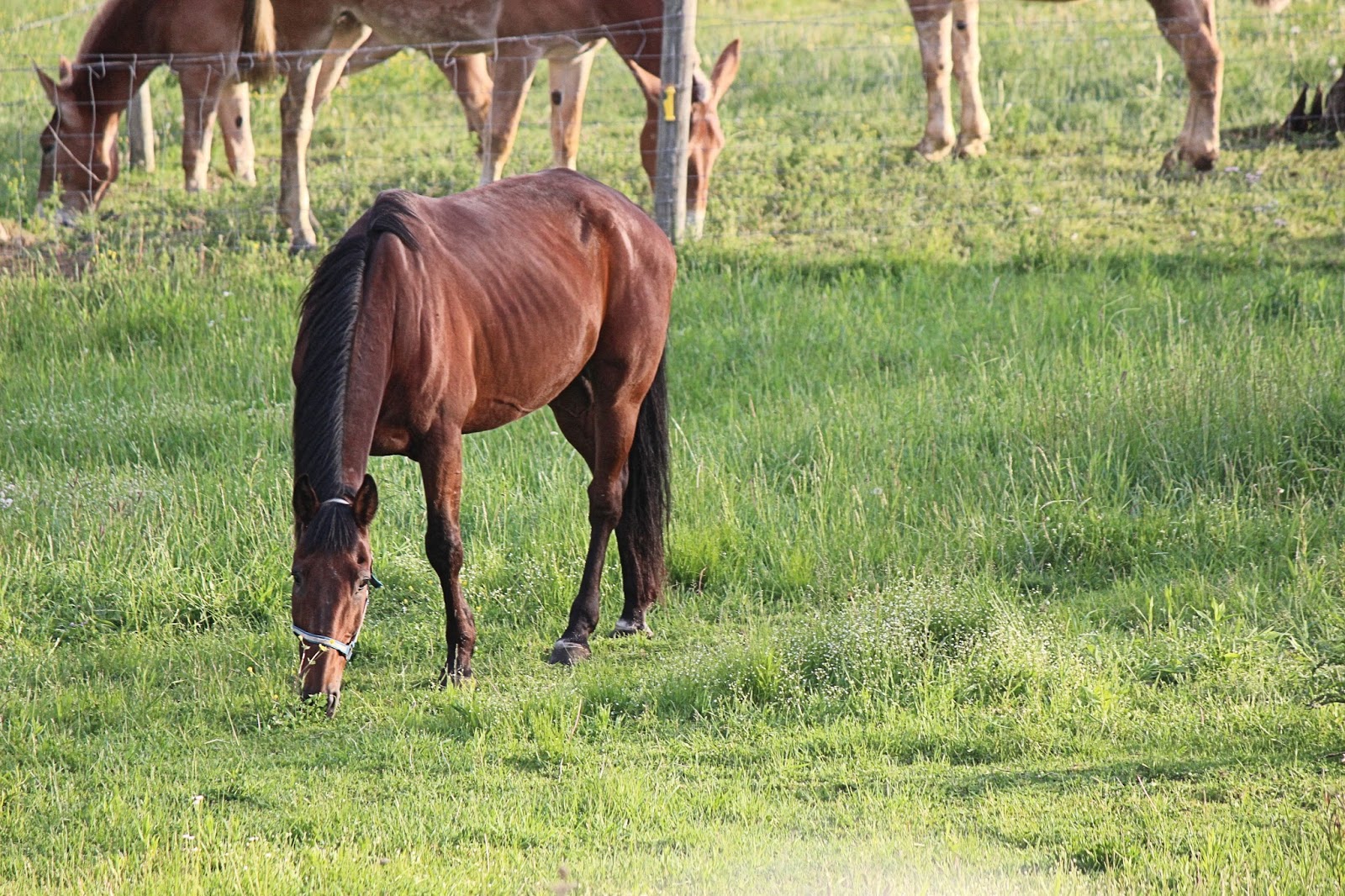 Horses And Mules - Amish Country