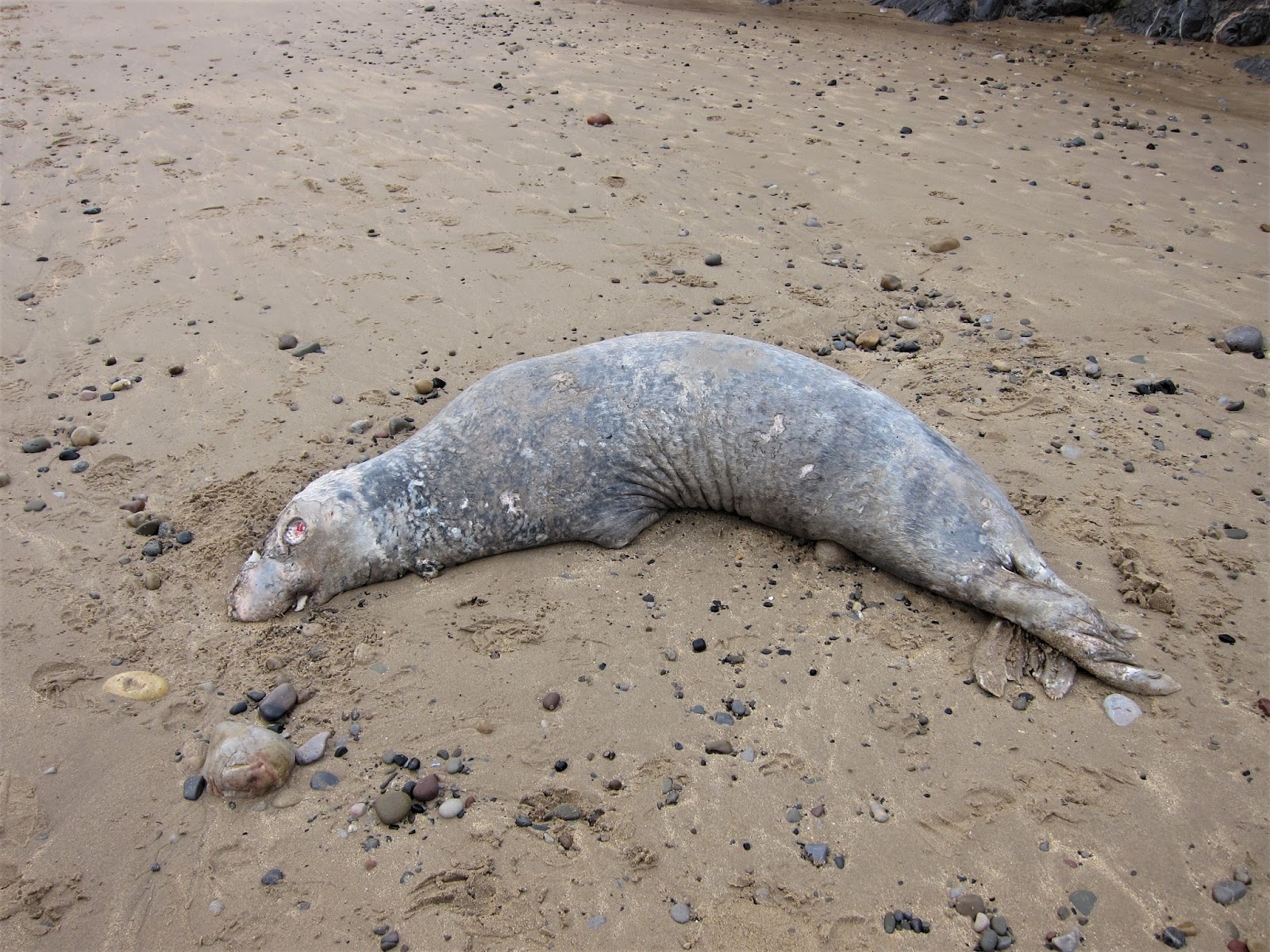 Jim's World: Dead seal on Rotherslade