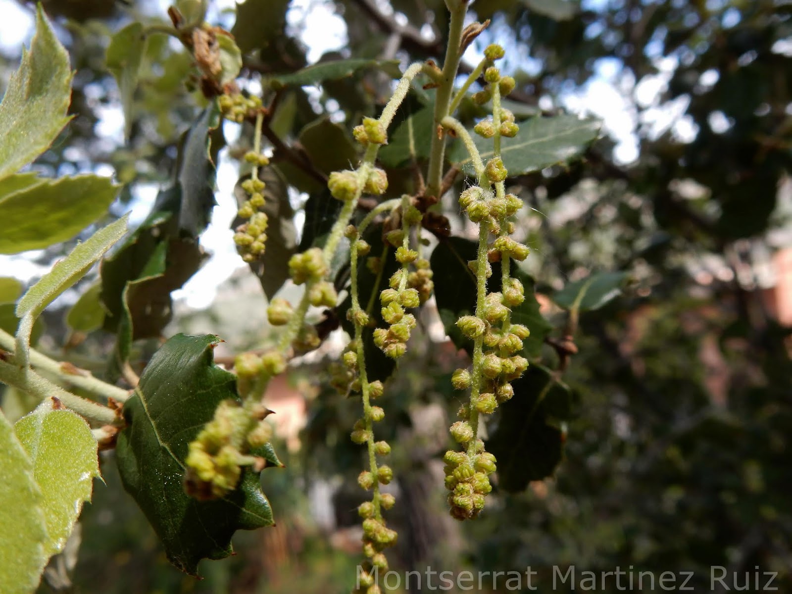 AMENTOS o flores masculinas de ENCINA - BOTÀNIC SERRAT