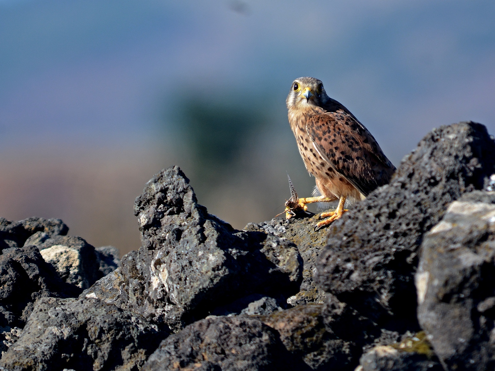 Birding Canarias: Cigarrones y aves en la meseta de Nizdafe.