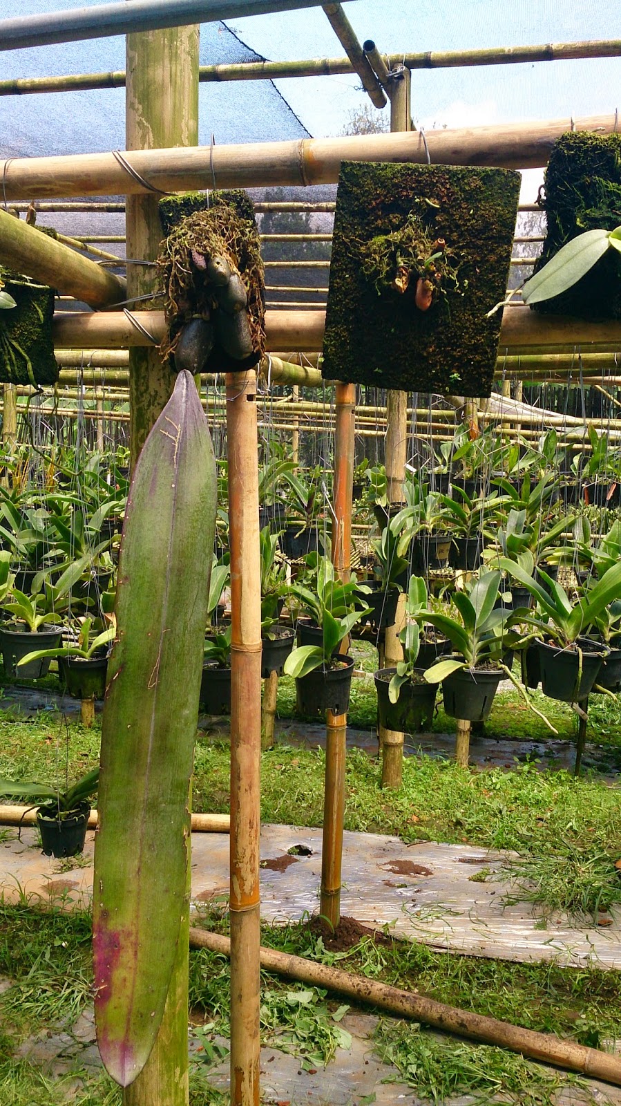 CENTRA ANGGREK: Bulbophyllum Phalaenopsis (anggrek dasi)