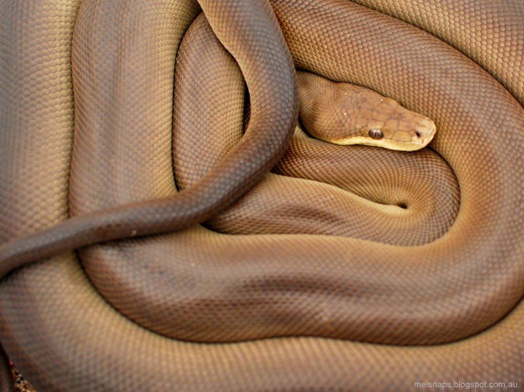 MELBOURNE.SNAPS: Olive Python in the City Square