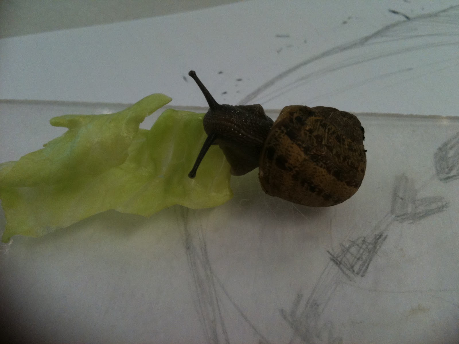 Science Seminar - Learning to Observe