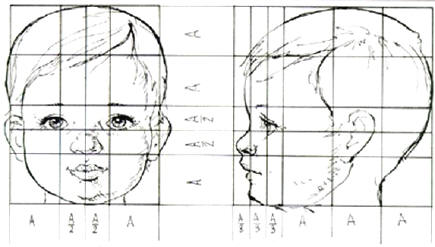 ARTISTICA NERUDA: OCTAVO. Proporciones del rostro. 29