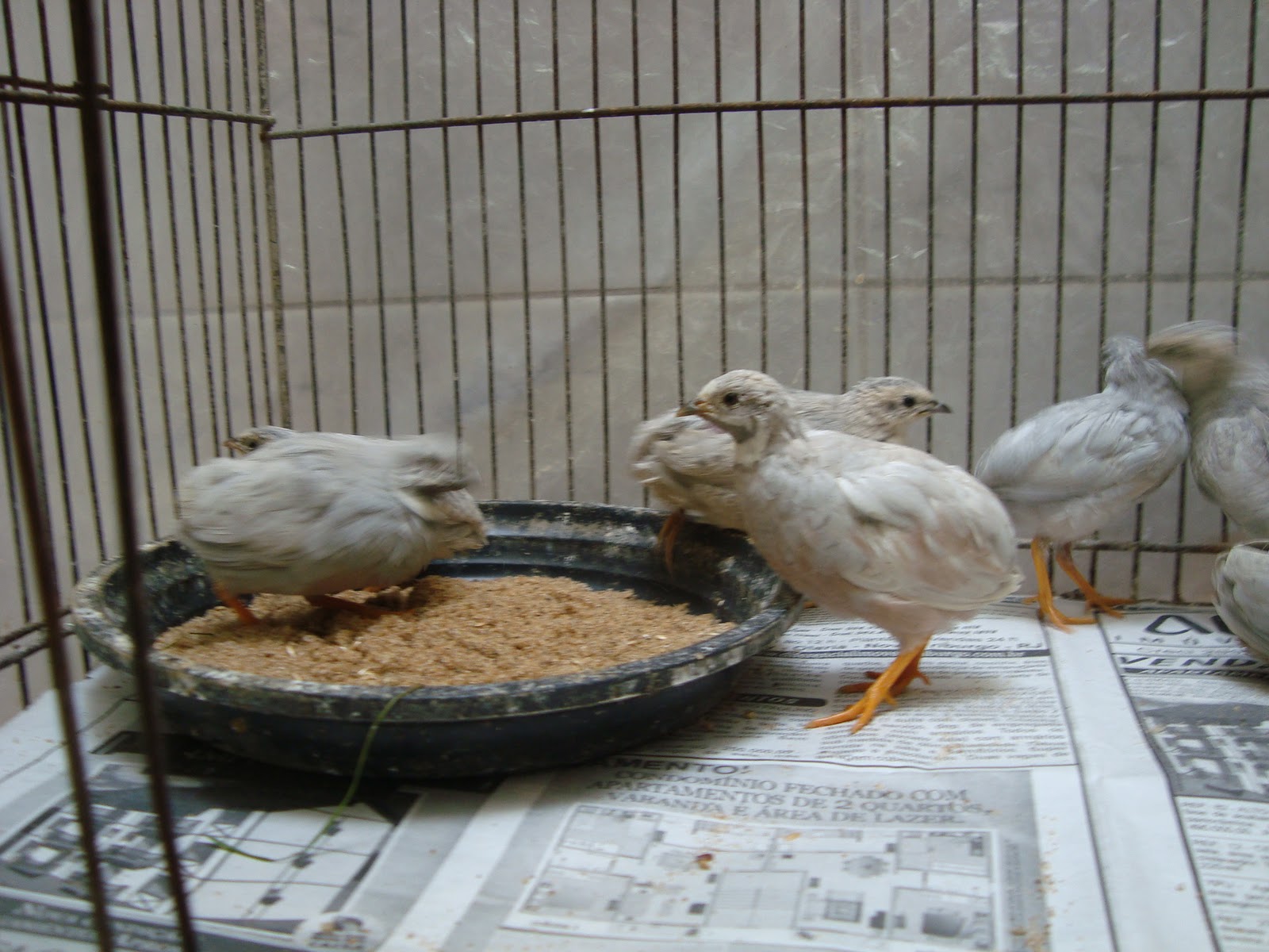 codorna chinesa: Codorna Chinesa Blue Face , Cinnamon (Canela) , Silver ...