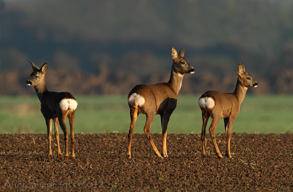 Andy Shepherd Wildlife Photography: Roe Deer family